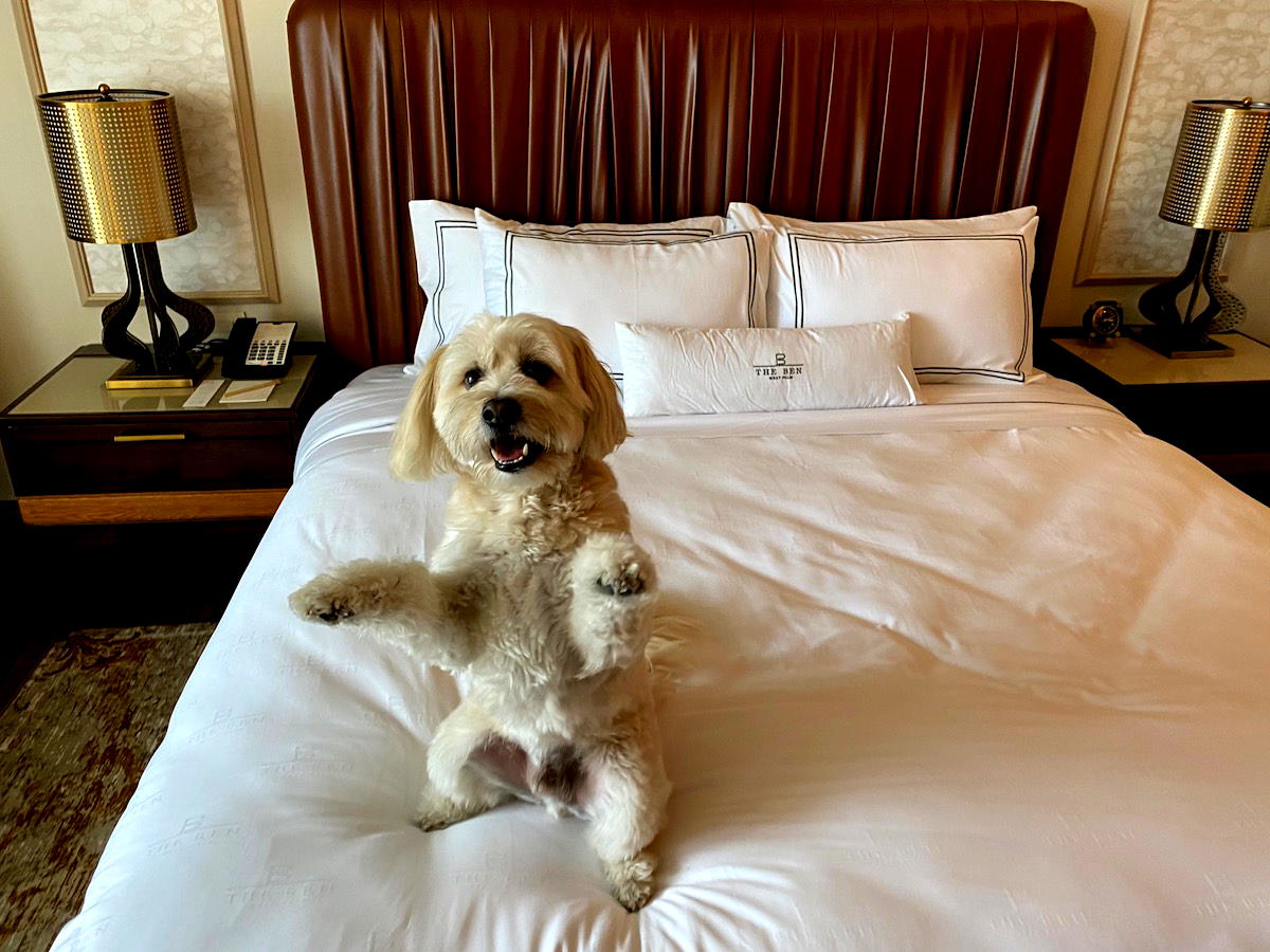Do Hotels Allow Dogs Do Hotels Allow Dogs