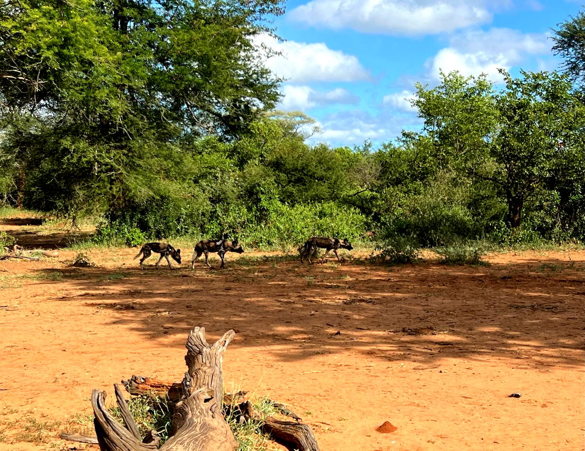 Review: Singita Pamushana Lodge, Zimbabwe - One Mile at a Time